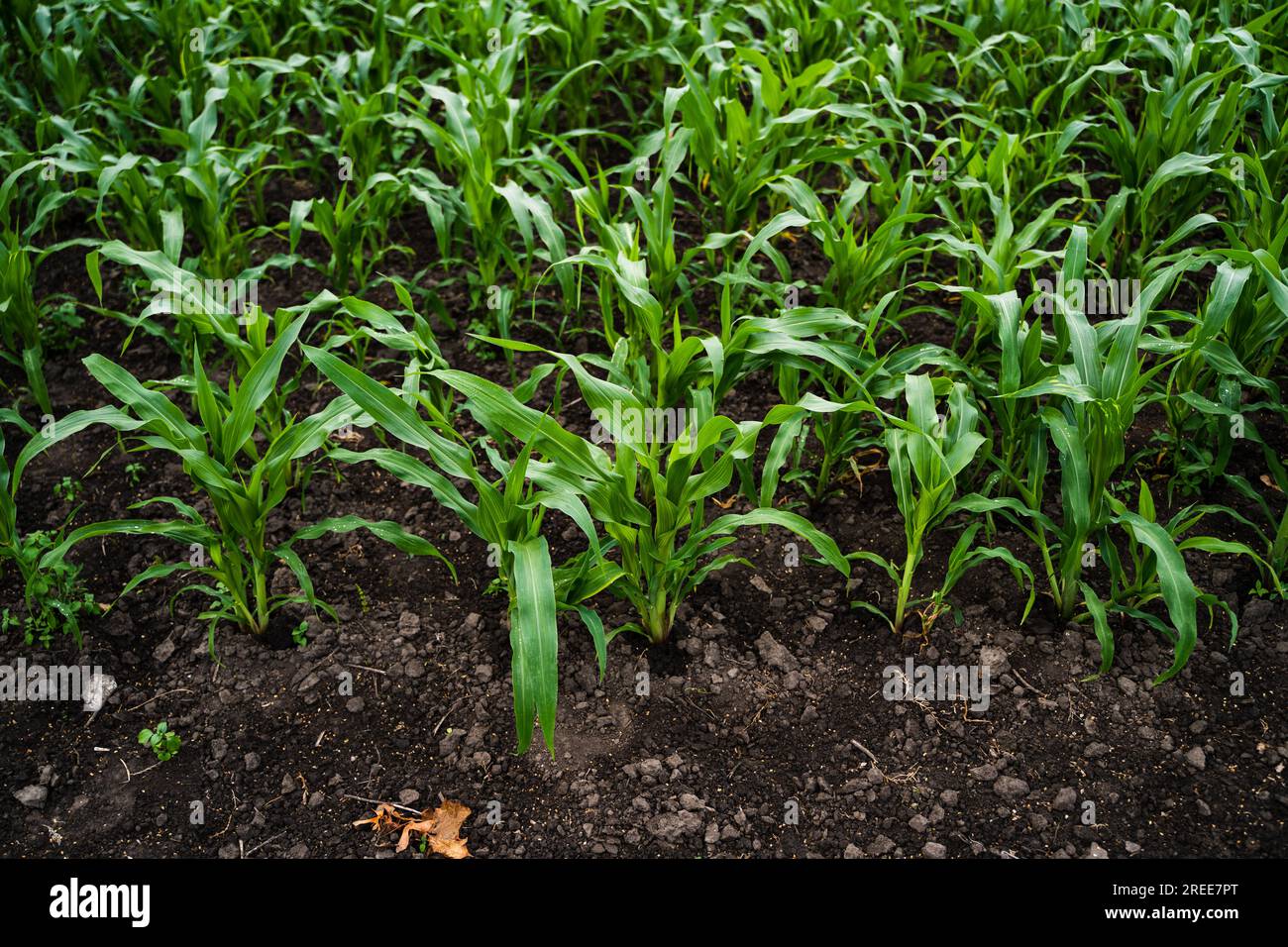 Young corn seedling in the agricultural plantation. Cultivated fields ...