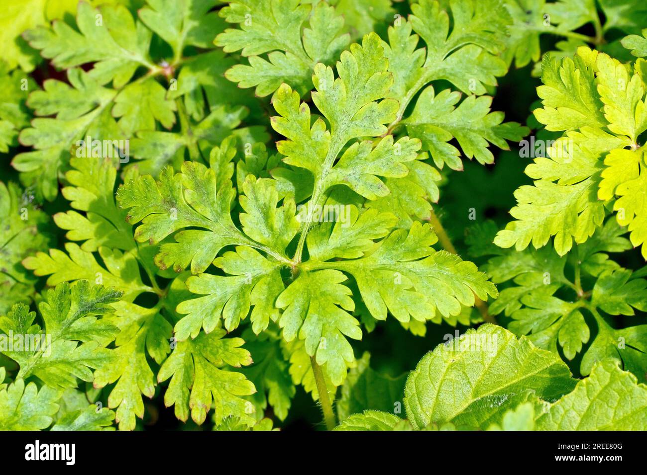 Common geranium hi-res stock photography and images - Alamy