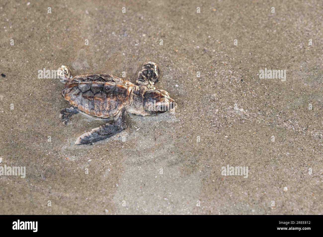 Isle of Palms, United States of America. 27 July, 2023. An endangered ...