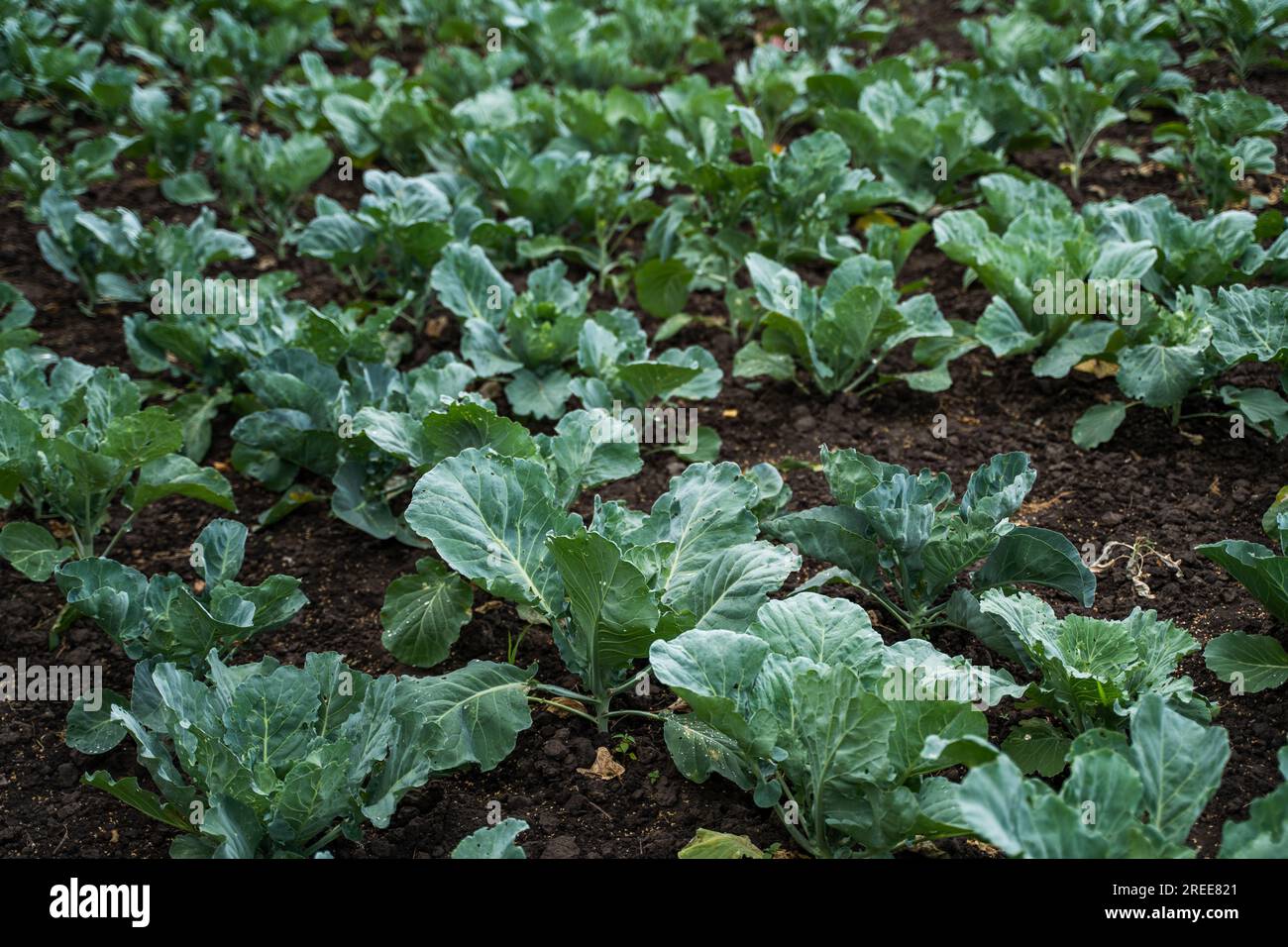 Fresh young cabbage from farm field. View of green cabbages plants. Non ...