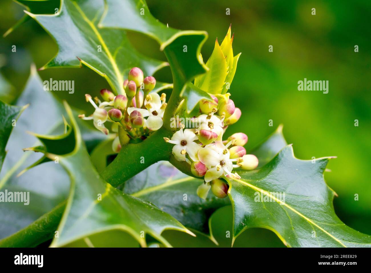 Holly (ilex aquifolium), close up showing the small white flowers that ...