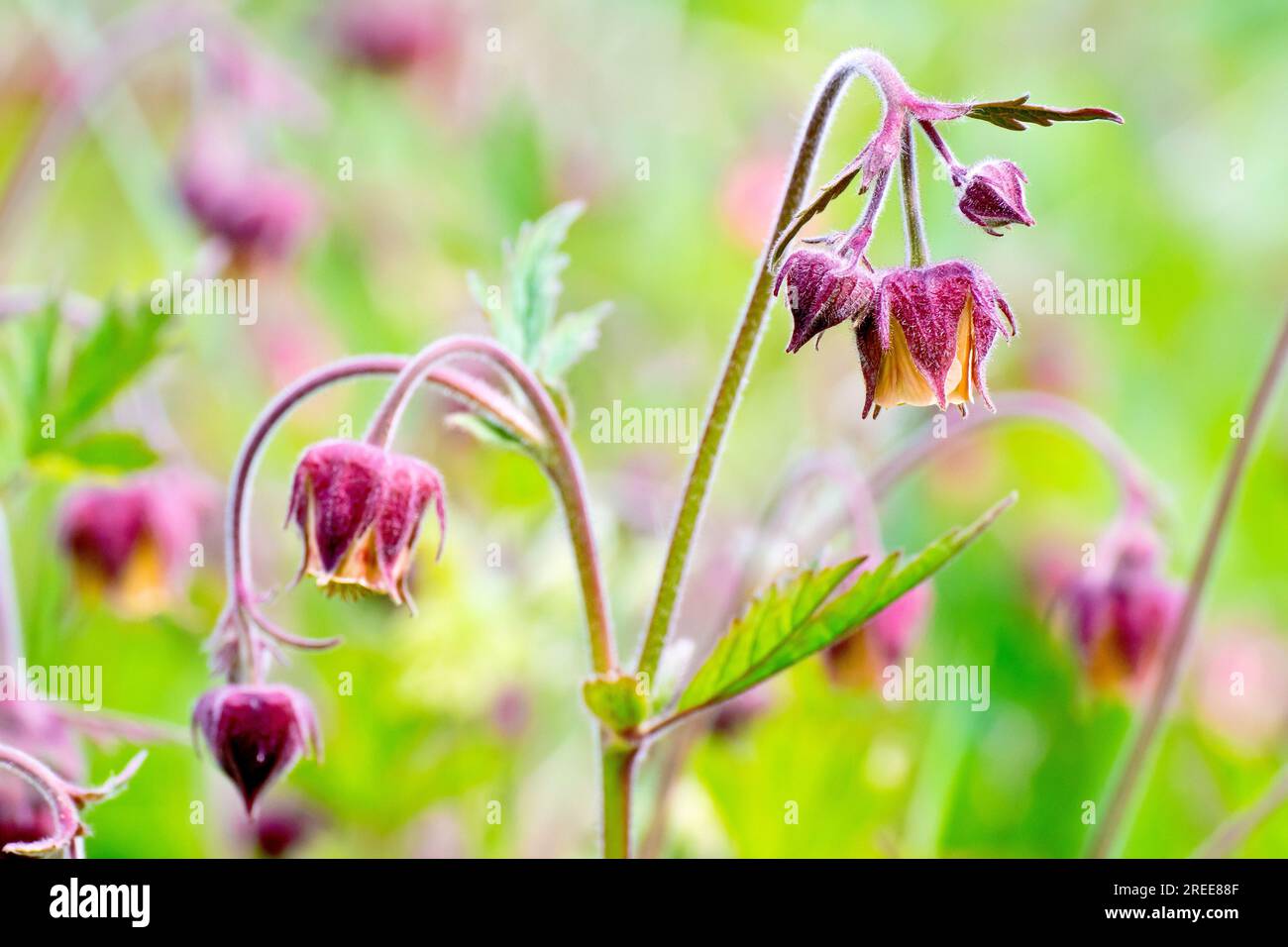 Water Avens (geum rivale), close up showing the familiar drooping ...