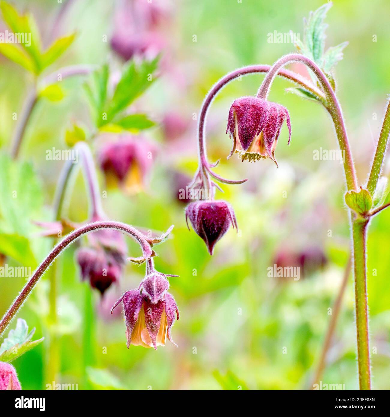 Water Avens (geum rivale), close up showing the familiar drooping ...
