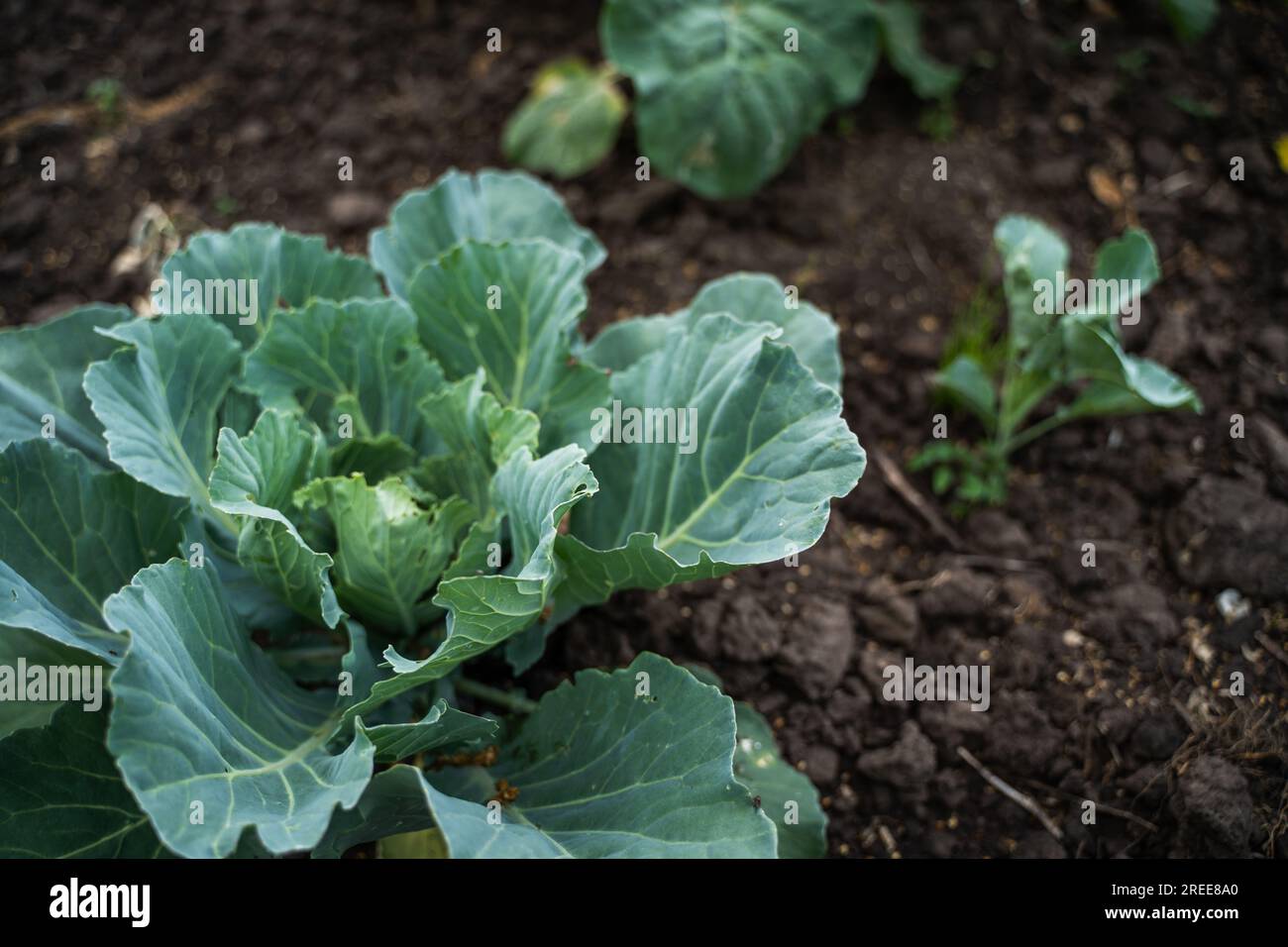 Cabbage plantations on the field. View of green cabbages plants. Non ...