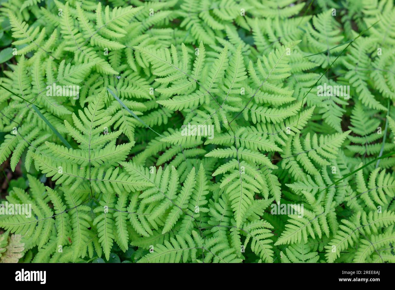 Playful patterns of leaves hi-res stock photography and images - Alamy