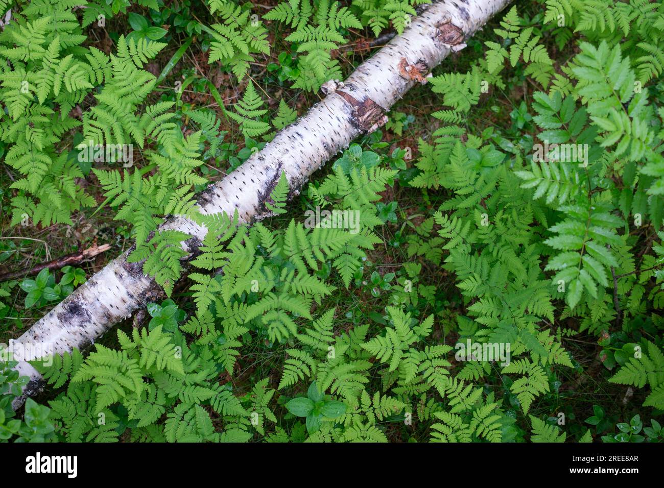 A fallen birch tree in the middle of green baby ferns in the forest ...