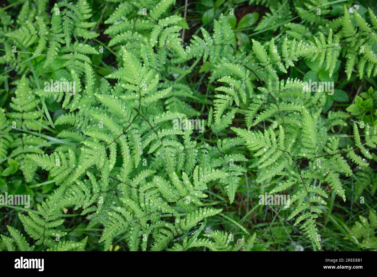 Playful patterns of leaves hi-res stock photography and images - Alamy