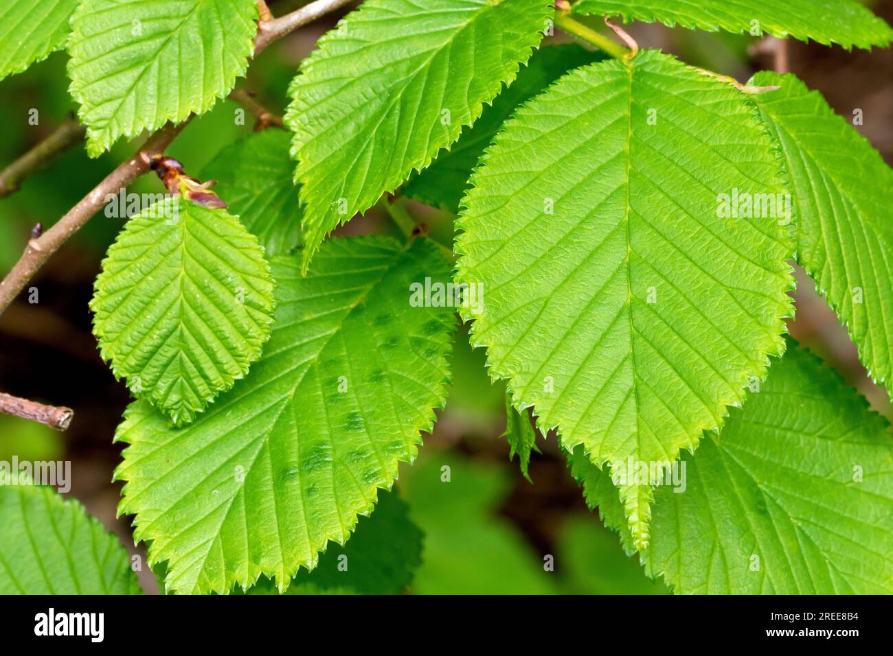 Wych Elm (ulmus glabra), close up showing a couple of new green leaves on the tree in the spring ...