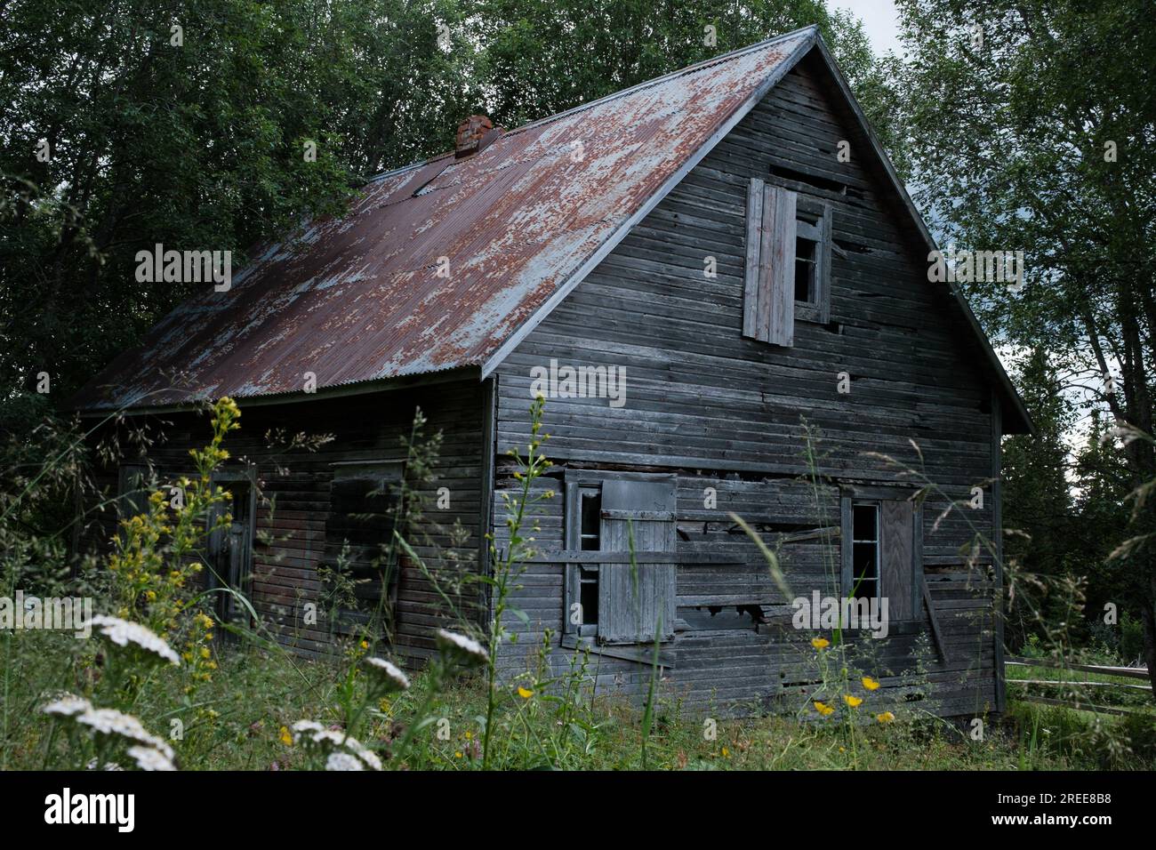 An abandoned wooden house in the Swedish forest, dark and intimidating ...