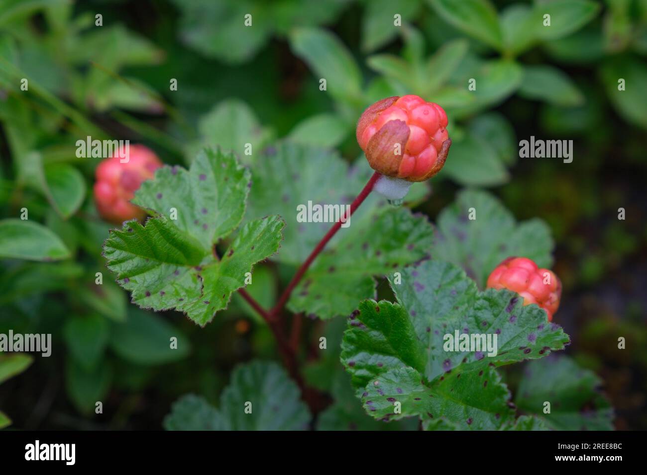 Hjortron hi-res stock photography and images - Alamy