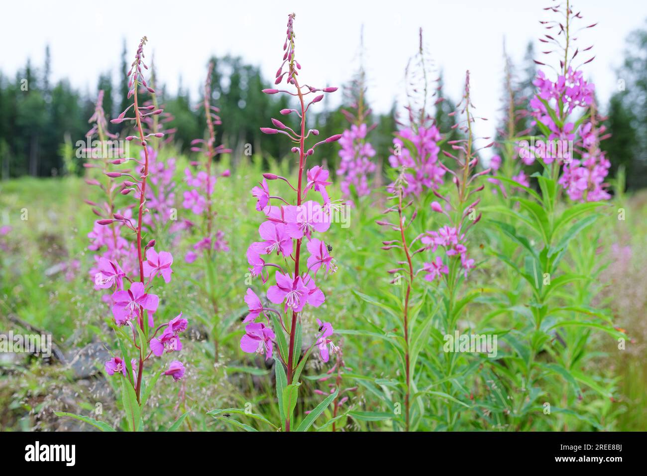 Boreal forests hi-res stock photography and images - Alamy