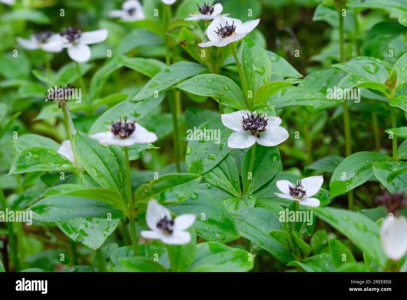 Dwarf cornel or bunchberry (cornus suecica) tiny white flowers and ...