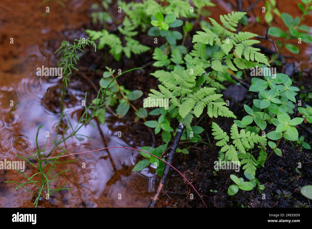baby ferns emerging from a puddle of water, red in color, indicative of ...