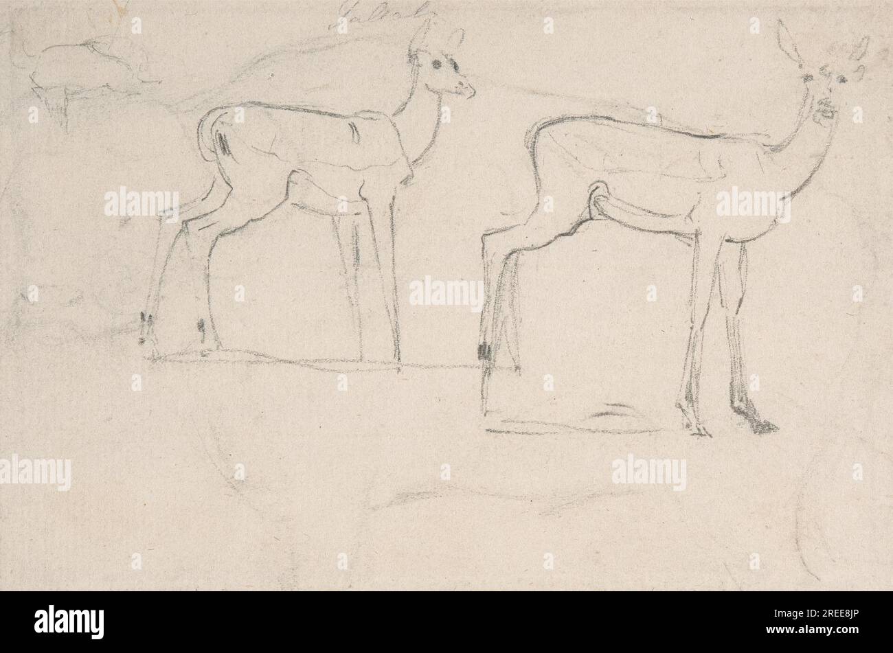 Study for Two Standing Pallah Deer circa 1802 by Samuel Daniell Stock ...