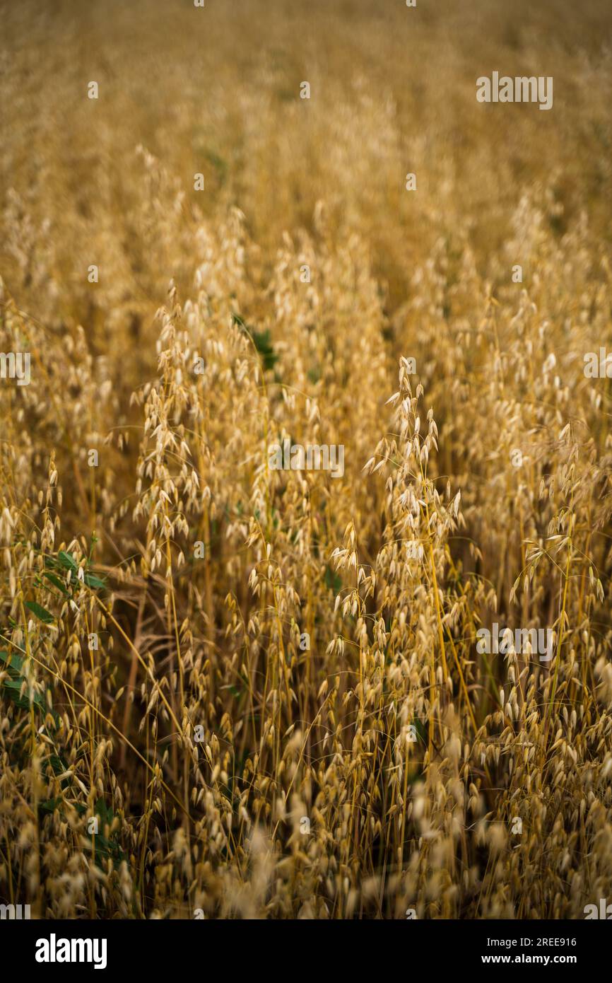 Golden oats field. Agricultural grain crops in harvest season ...