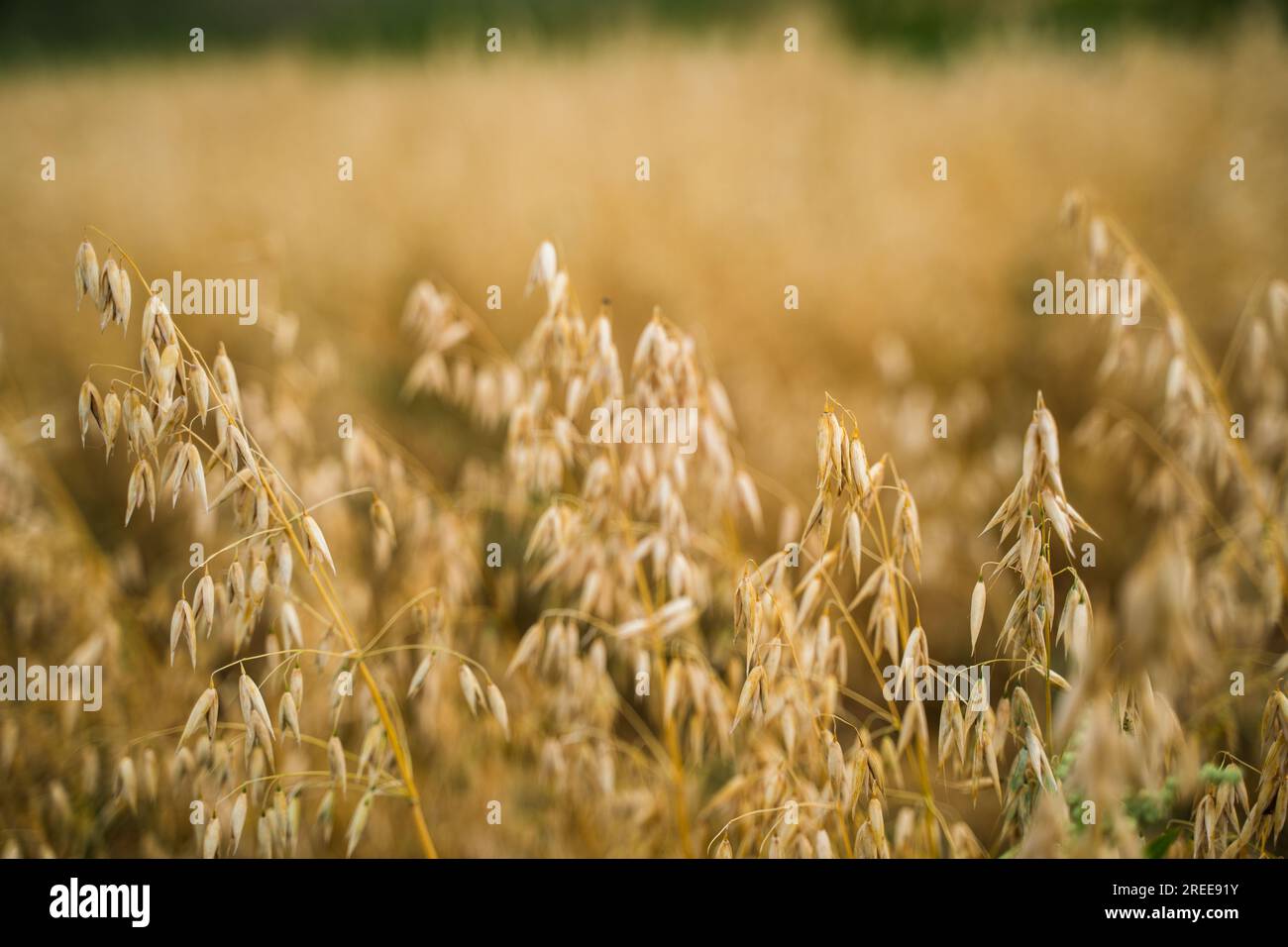 Close up ripening golden ears of oats in a field. Crop field ...