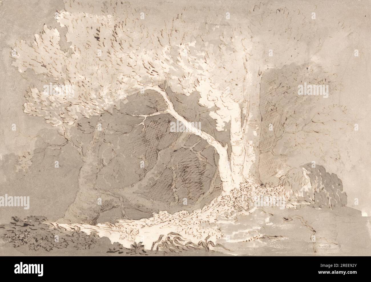 Tree Study by John Baverstock Knight Stock Photo - Alamy