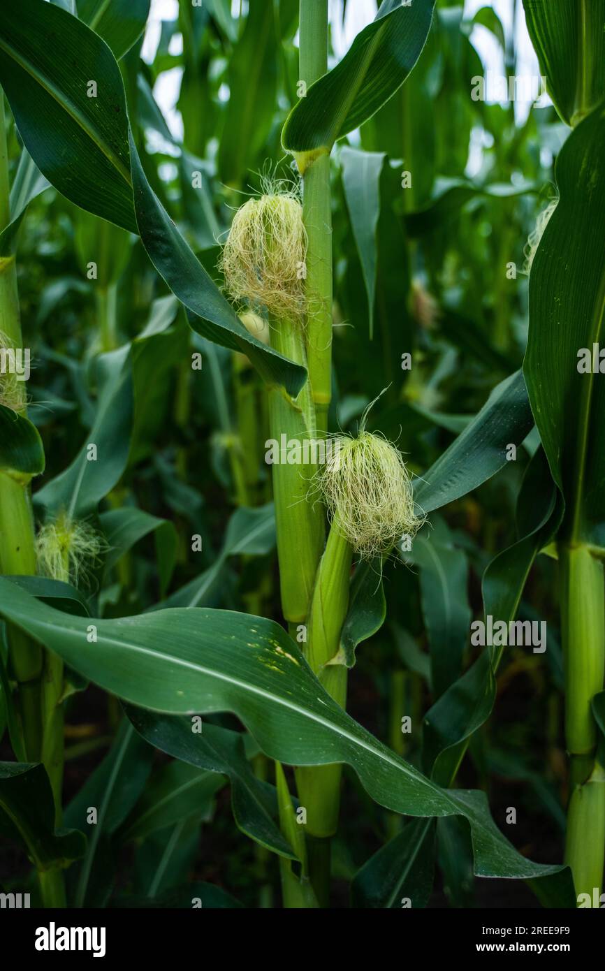 Close up unripe corn cobs. Stalks of tall green unripe corn with a ...