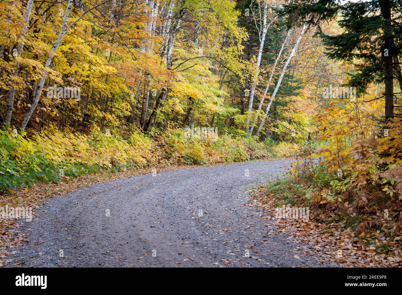 The Cheqamegon Nicolet National Forest covers more than 1.5 million ...