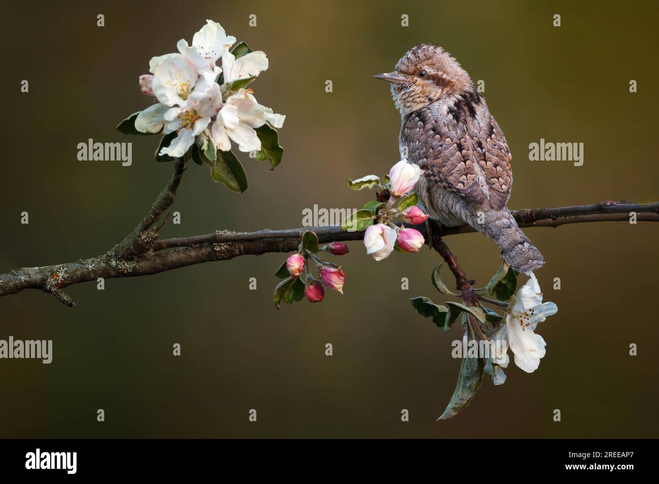 The Eurasian wryneck or northern wryneck - Jynx torquilla is a species ...