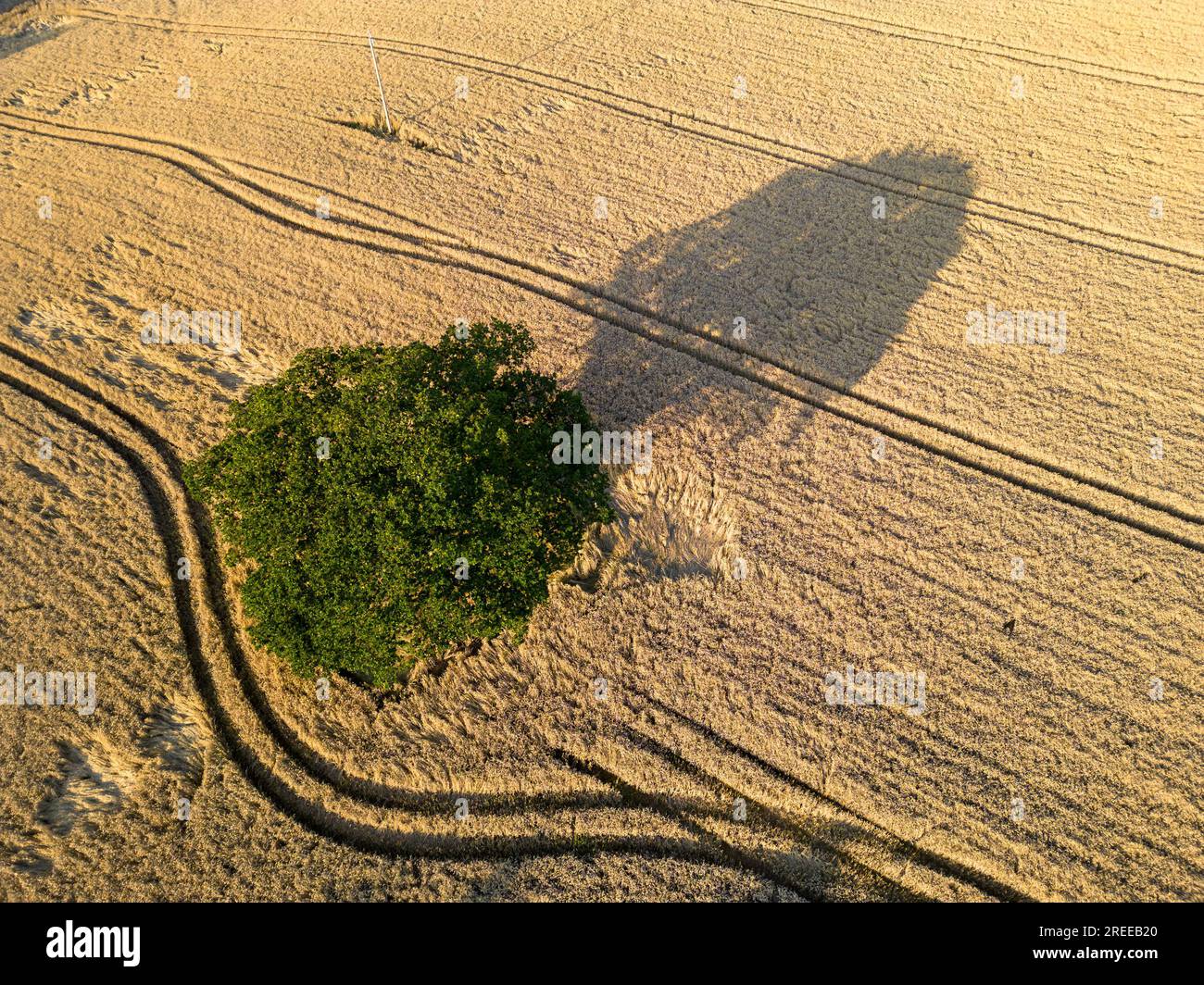 Aerial view of lone tree with shadow in field of arable crop ...