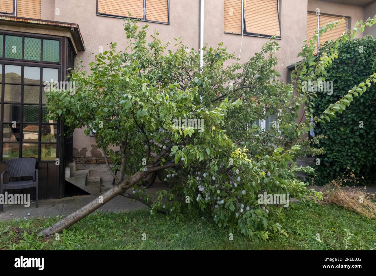 Plum tree knocked down by strong wind Stock Photo - Alamy