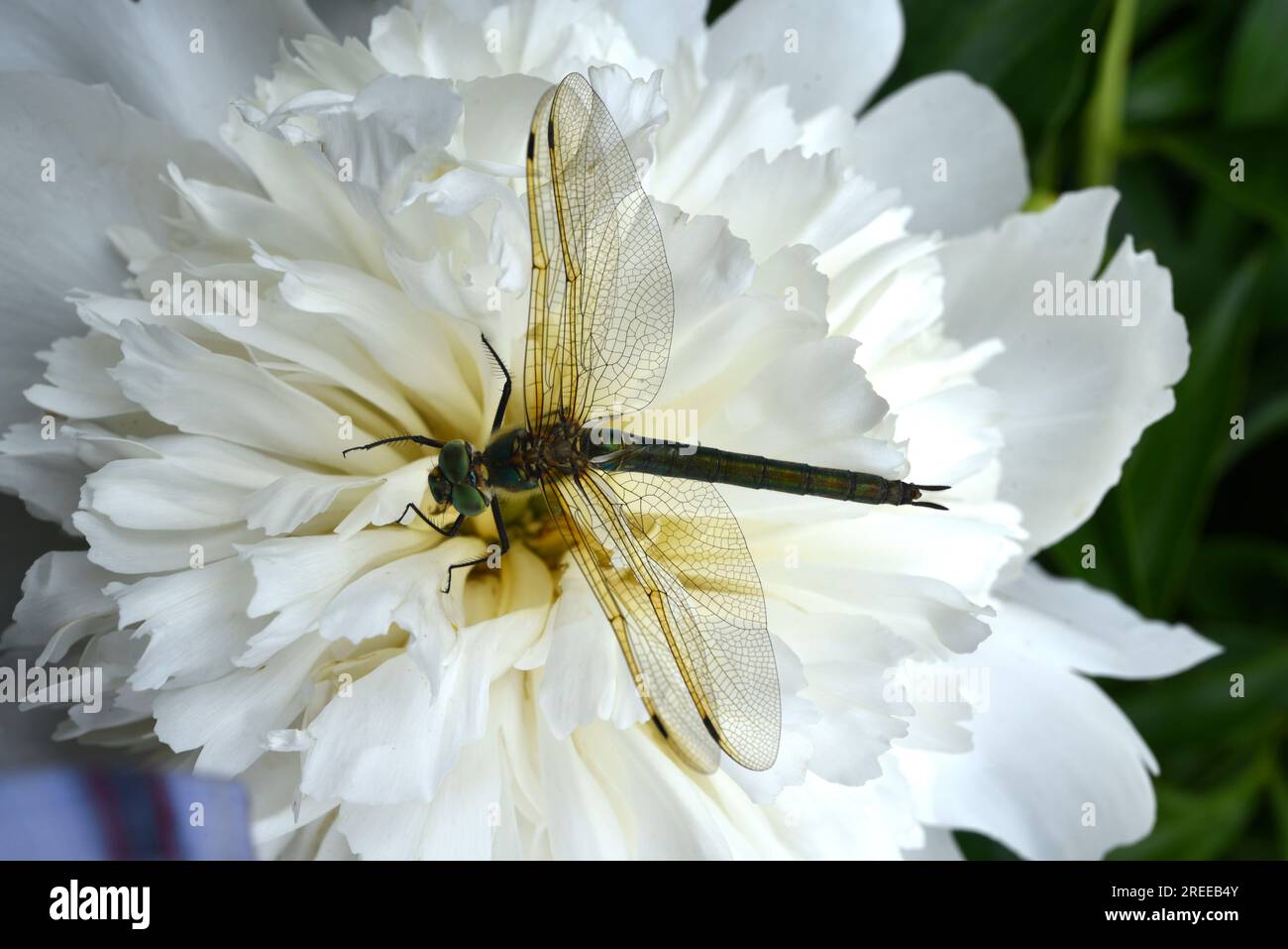 A dragonfly on a peony flower. A large dragonfly. A predatory insect ...