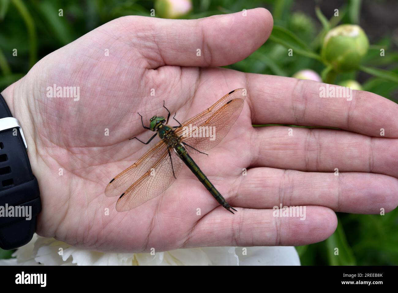 Dragonfly in hand. A large dragonfly. A predatory insect Stock Photo ...