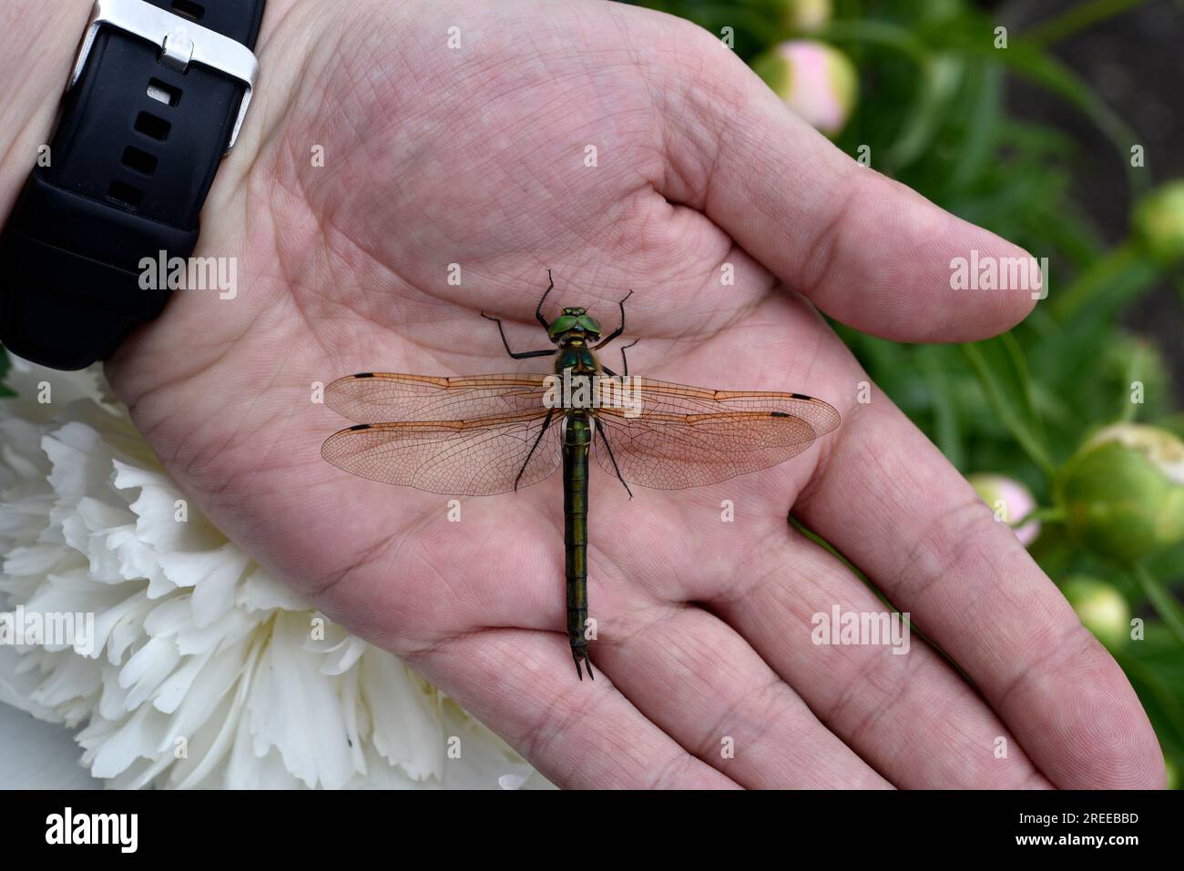 Dragonfly in hand. A large dragonfly. A predatory insect Stock Photo ...