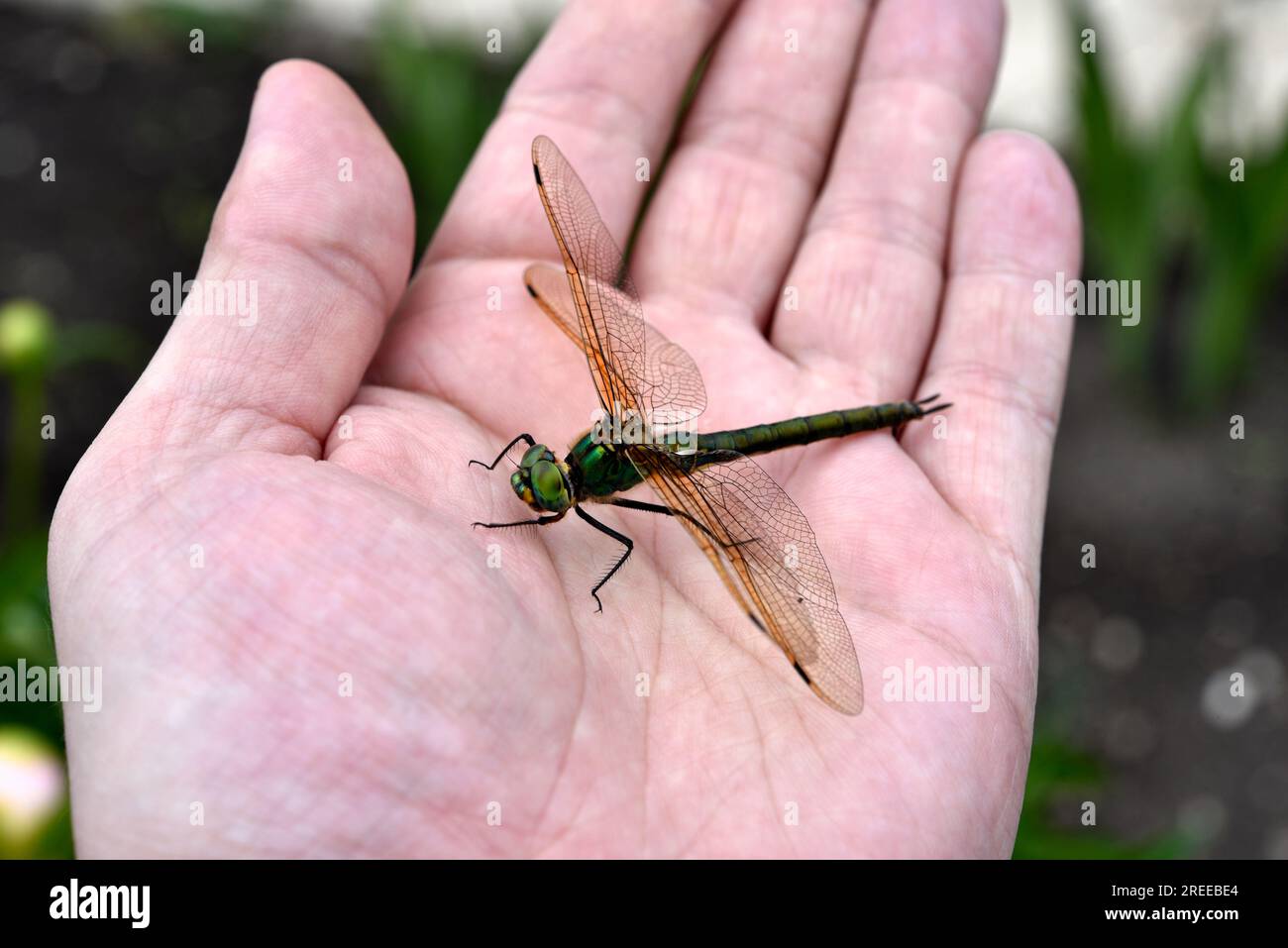 Dragonfly in hand. A large dragonfly. A predatory insect Stock Photo ...