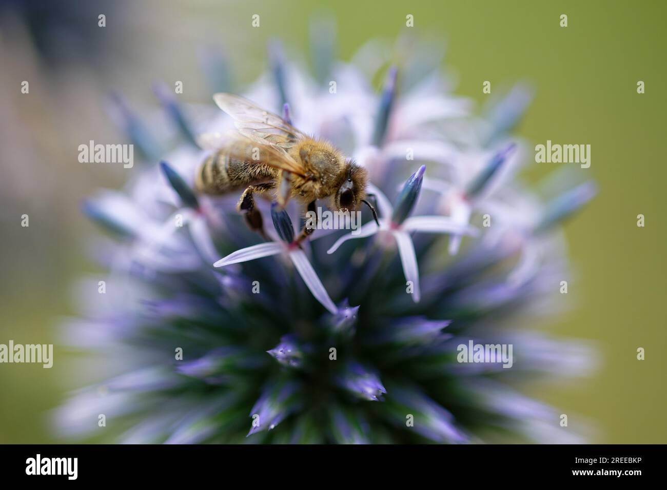 Bees on break hi-res stock photography and images - Alamy