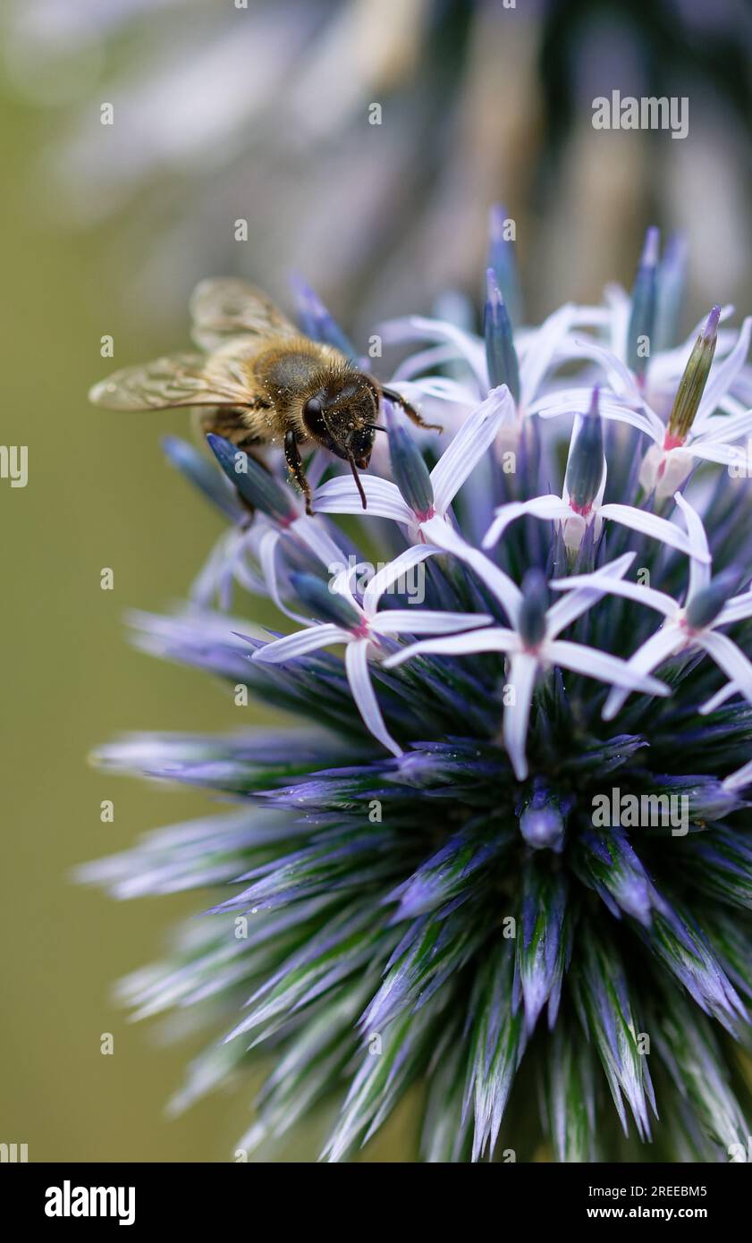Bees on break hi-res stock photography and images - Alamy