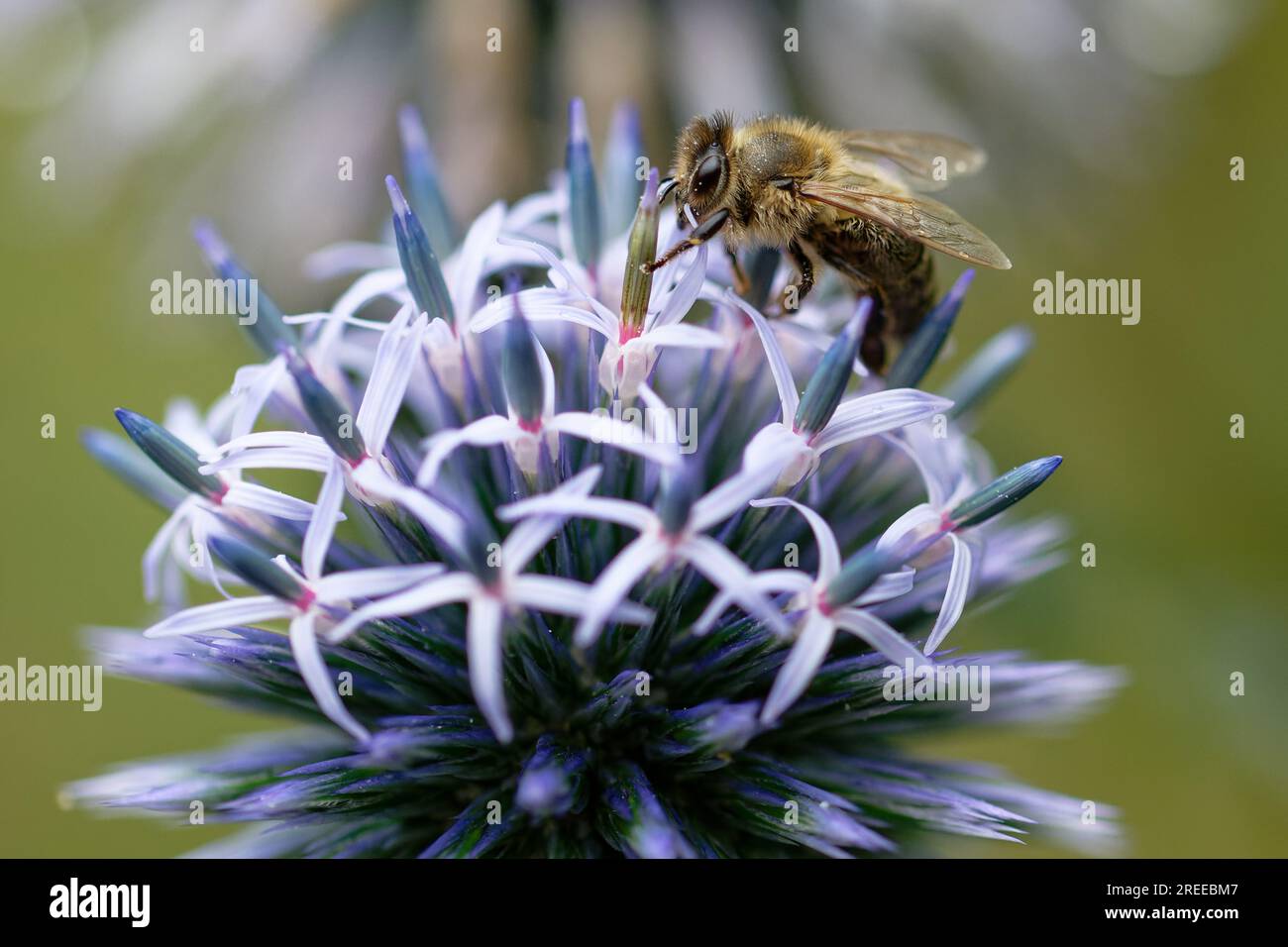 Bees on break hi-res stock photography and images - Alamy