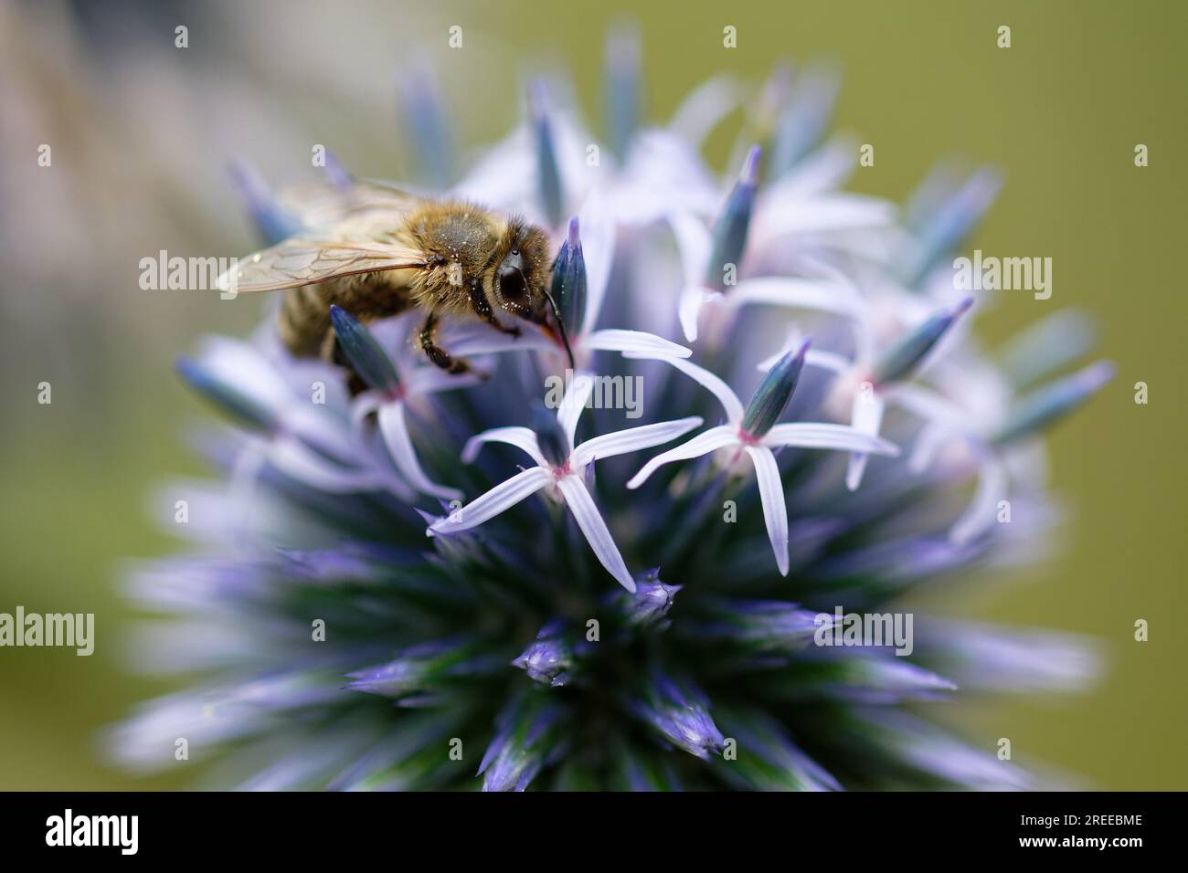 Bees on break hi-res stock photography and images - Alamy