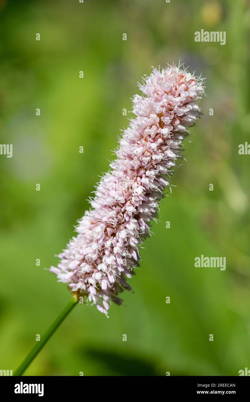 Macro shot of a common bistort (bistorta officinalis) flower in bloom ...