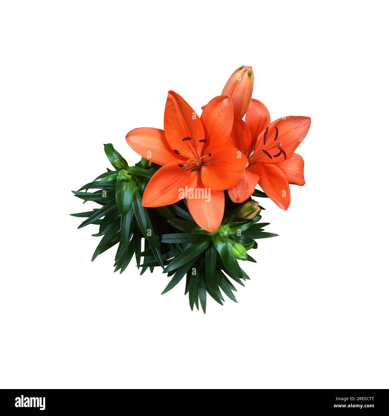 Lily bright orange flower isolated cutout object top view, houseplant ...