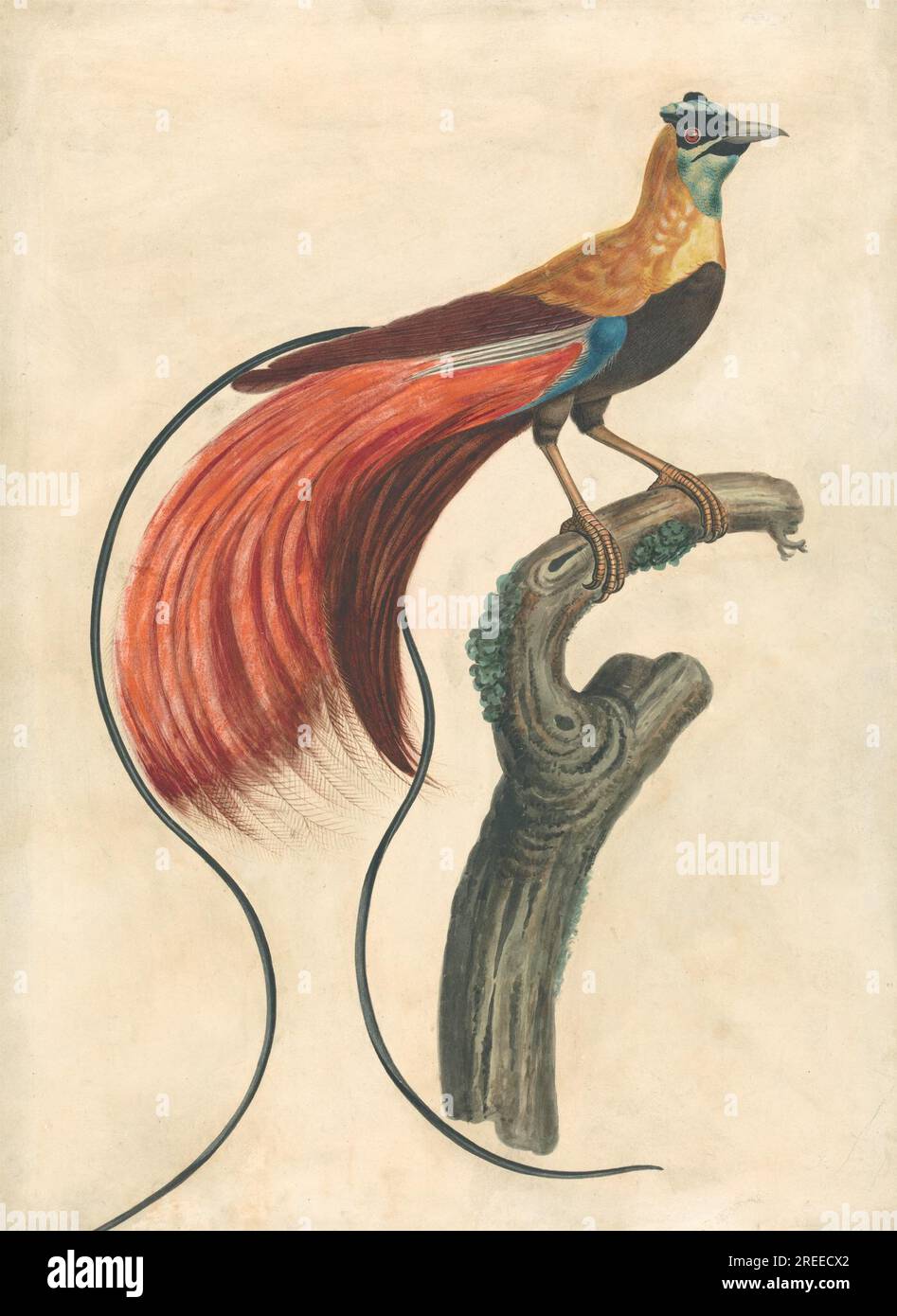 Red-Plumed Bird-of-Paradise (Paradisea Apoda Raggiana), Southeastern ...