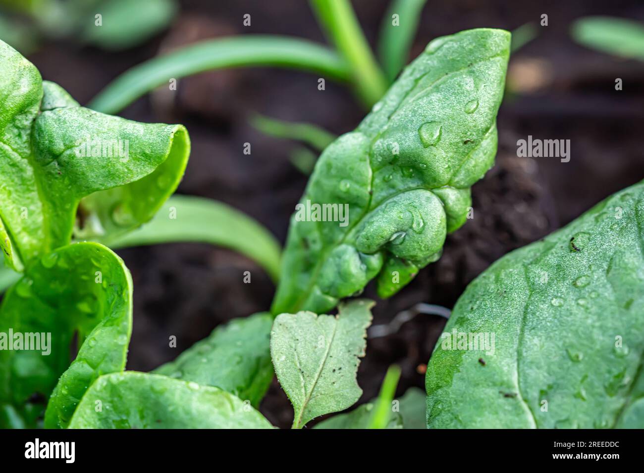 Infested With Aphids Spinach Leaves In A Farm Field The Natural