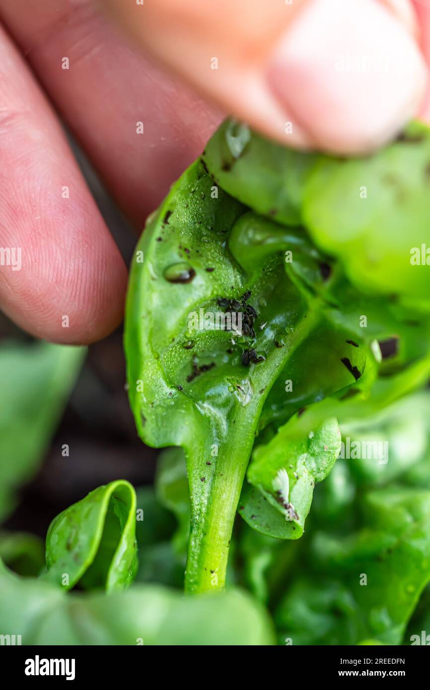 A Farmers Hand Unfolding A Twisted Leaf Of Aphid Infested Spinach