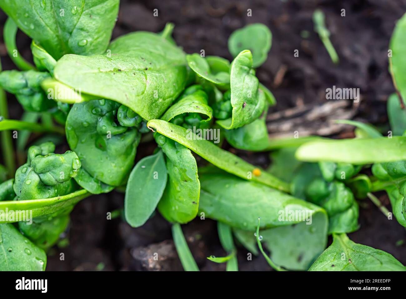 pesticide protection to spinach crops in the garden. The farmer ensures ...