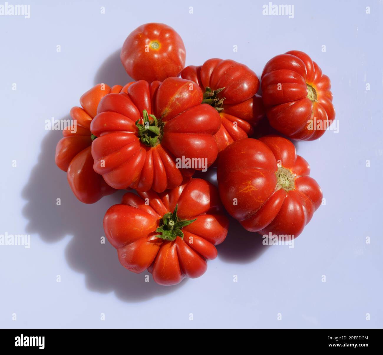 Fresh red ox heart tomatoes (Solanum lycopersicum), on white background ...