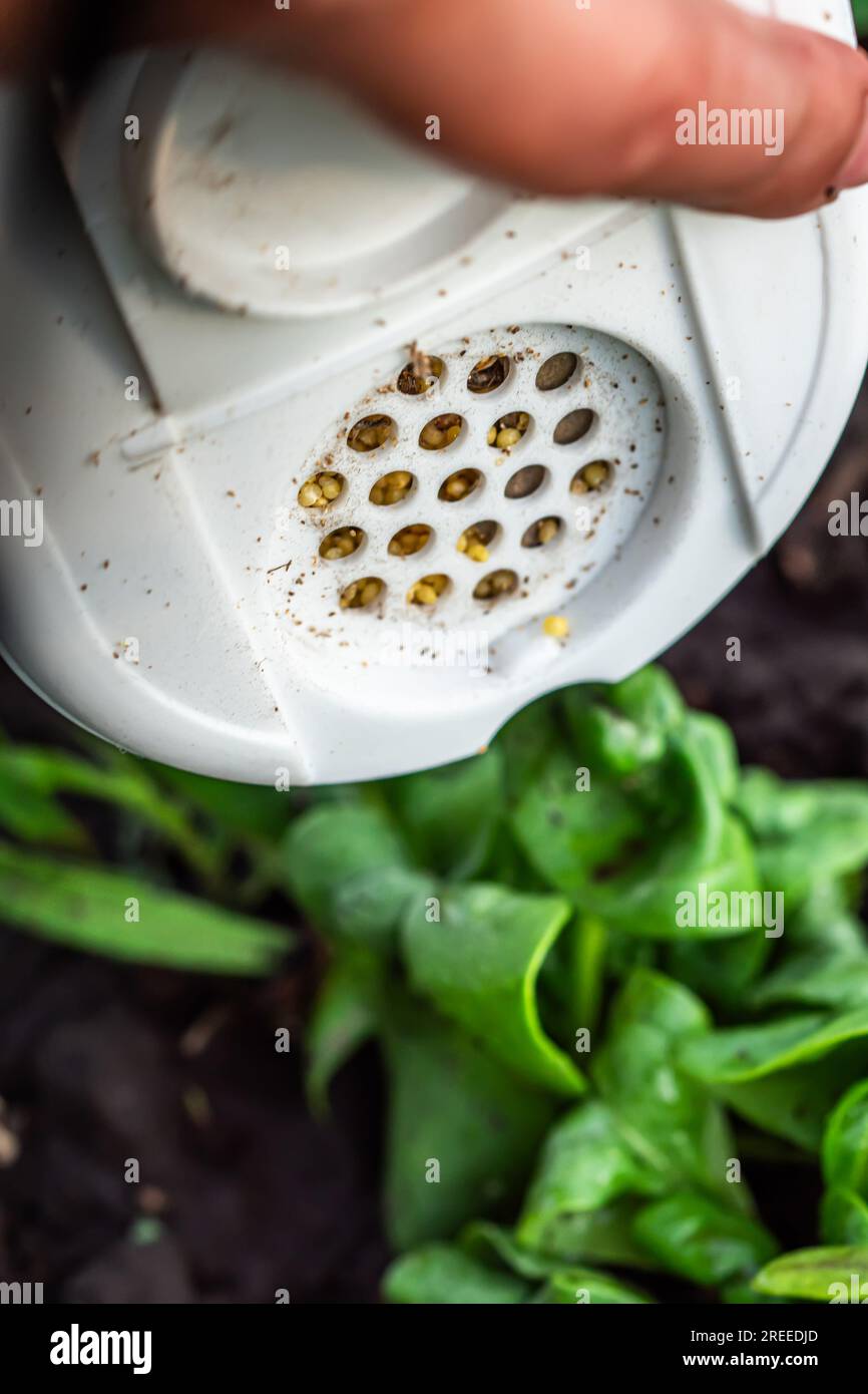 The farmer scatters millet to protect the spinach from ants and aphids ...