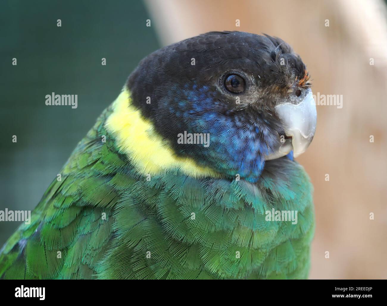 Australian ringneck, Ringsittich, Perruche à collier jaune, Barnardius ...