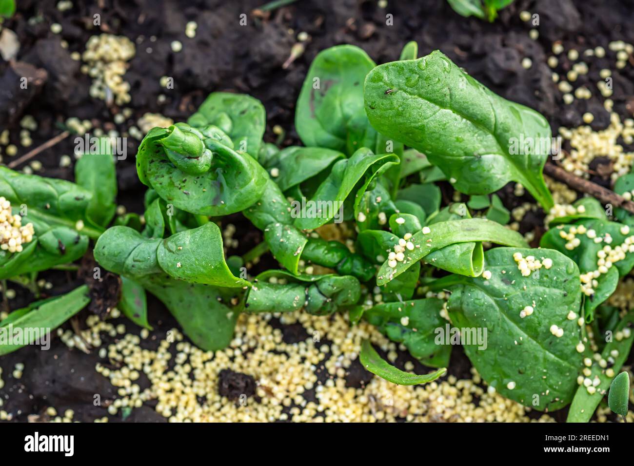 Millet to protect against ants and aphids affected by diseased spinach ...