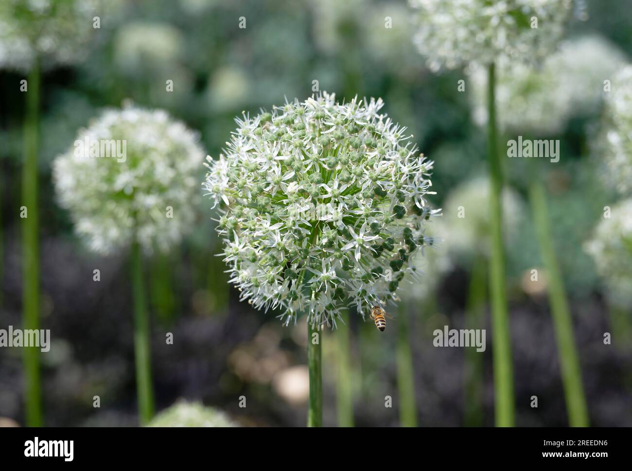Alium plant hi-res stock photography and images - Alamy