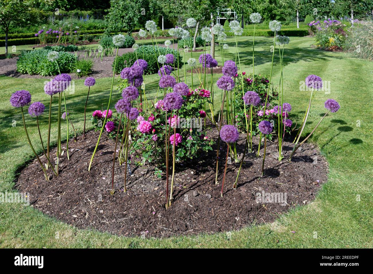House leek plant hi-res stock photography and images - Alamy