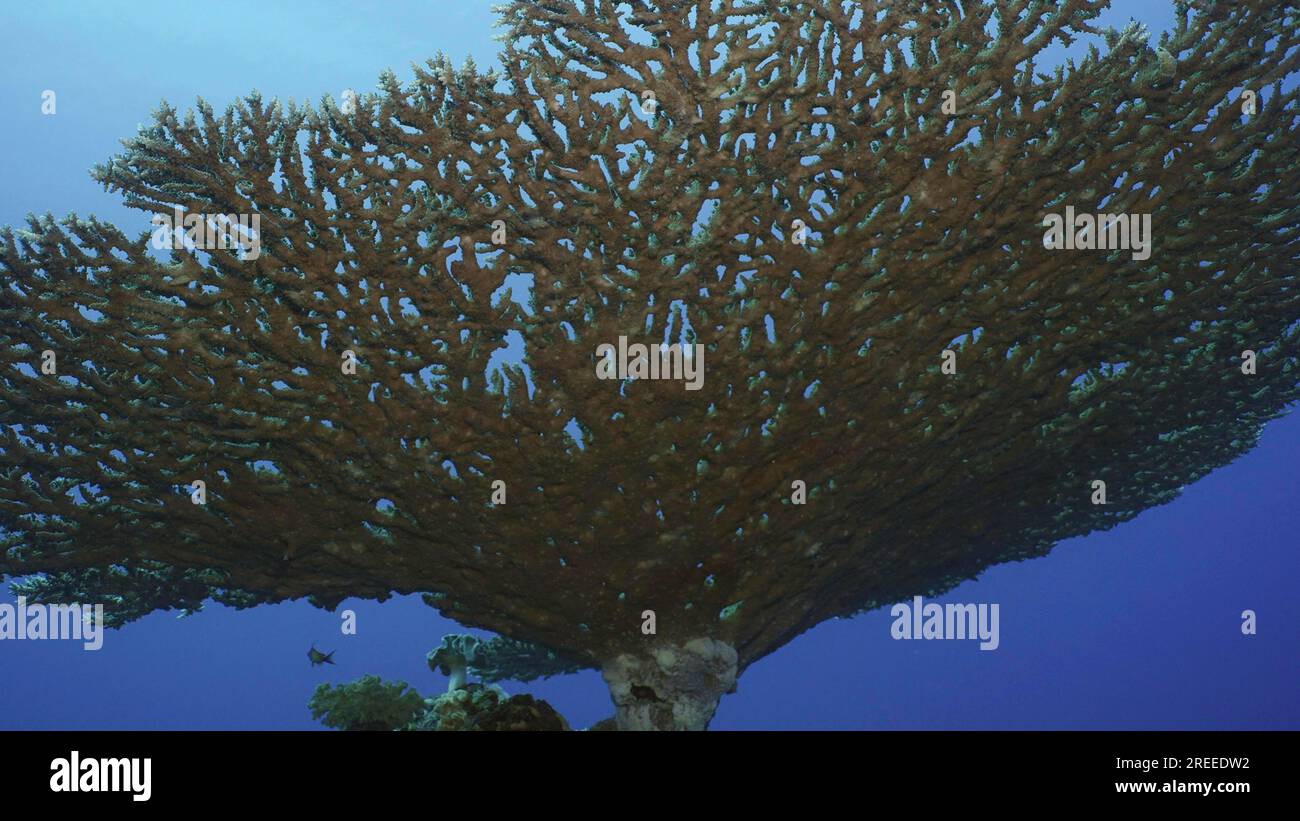 Texture and details of Table Coral, Bottom view. Camera moves around ...