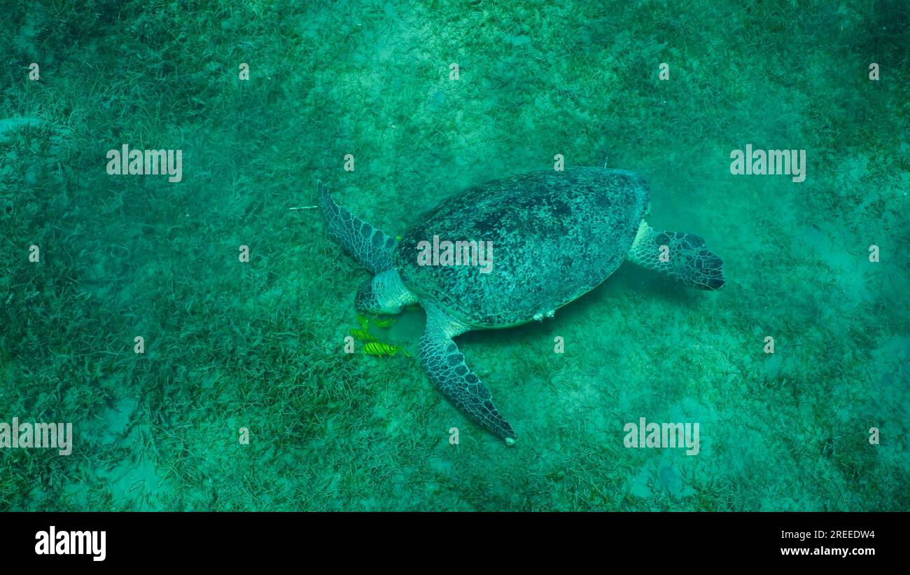 Turtle eating fish hi-res stock photography and images - Alamy