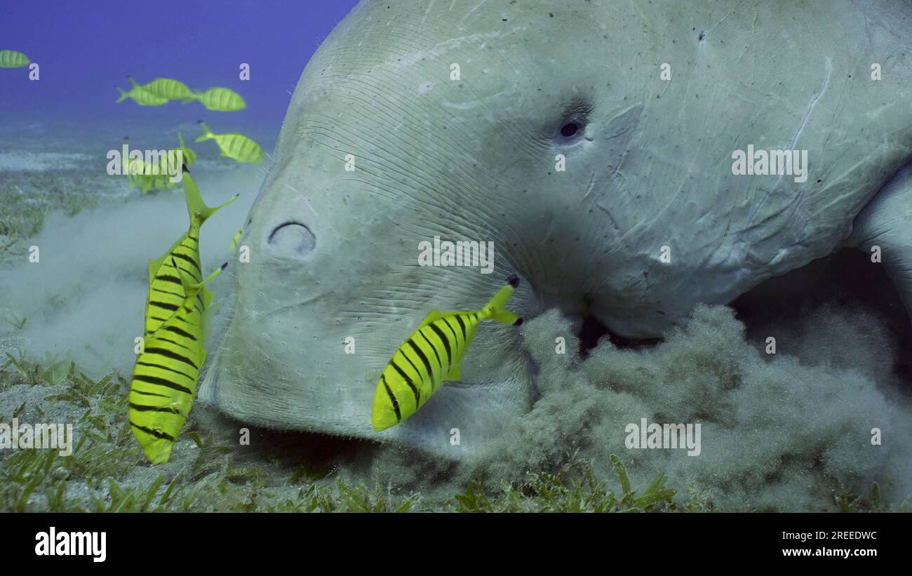 Portrait of Sea Cow (Dugong dugon) or Dugong accompanied by school of ...