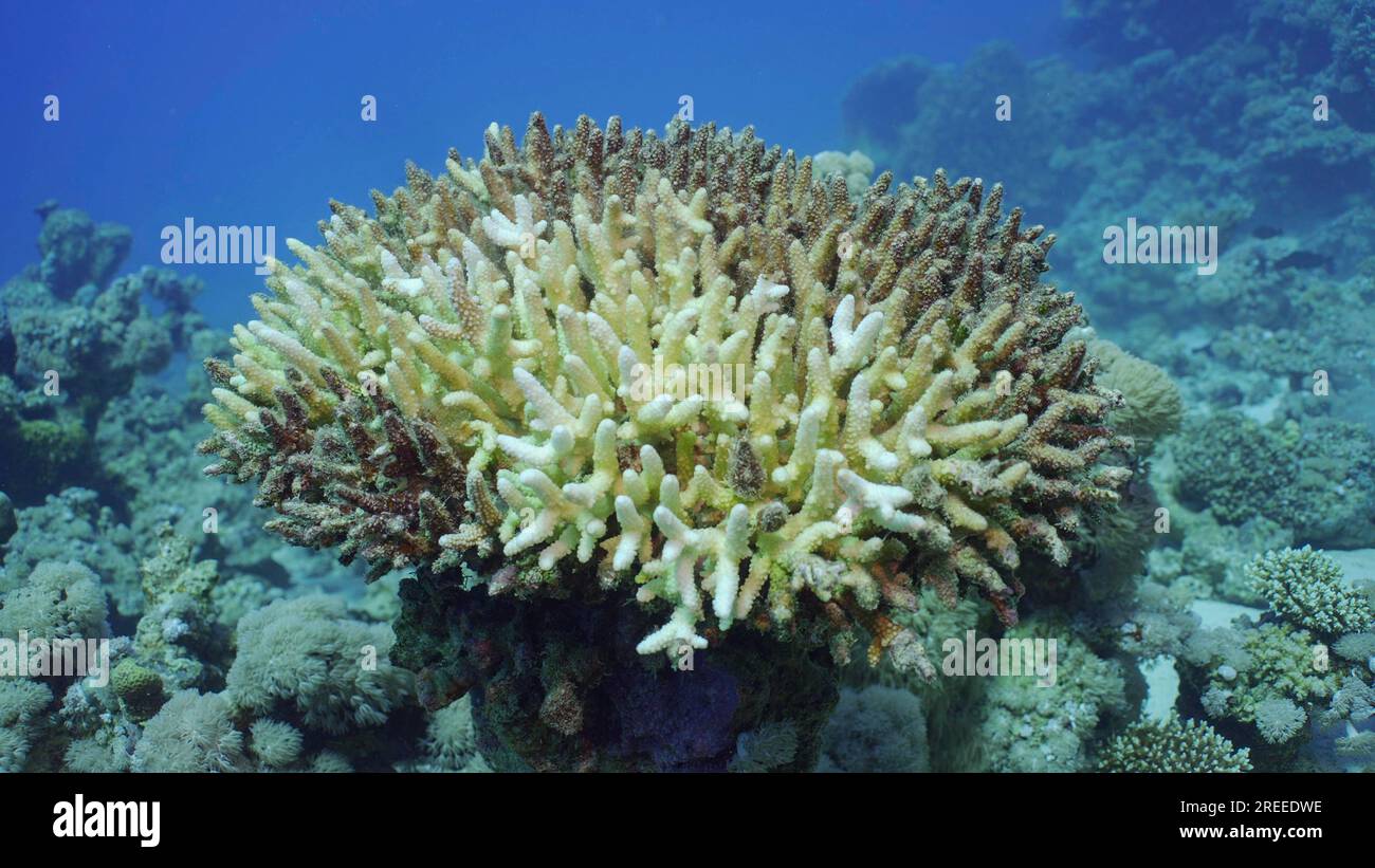 Bleached Table Coral Acropora. Bleaching and death of corals from ...